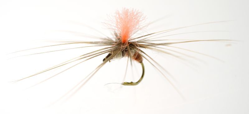 Naoto Shibuya, Spider Parachute #15 – masuyume